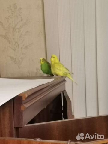 Волнистый попугай