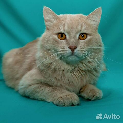 Рыжий мальчик Амур. Шикарен и нагл