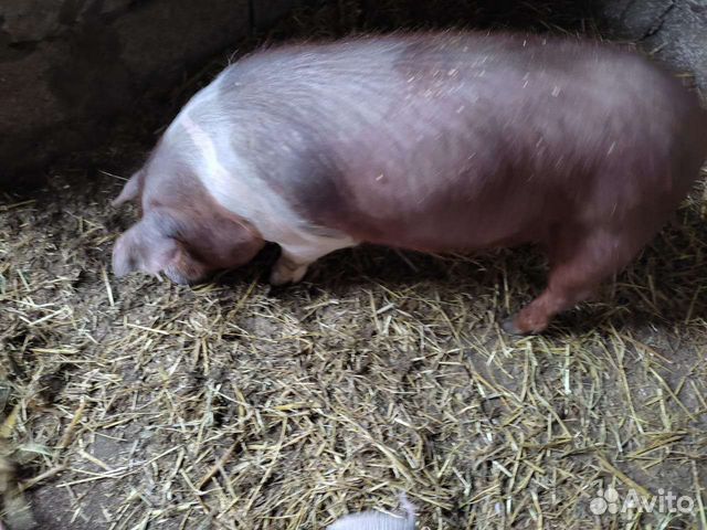 Поросята