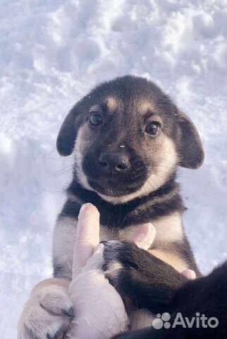Бадди в приюте. Заберите малыша домой