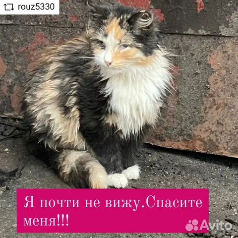 Слепнет на улице малышка - трехцветочка