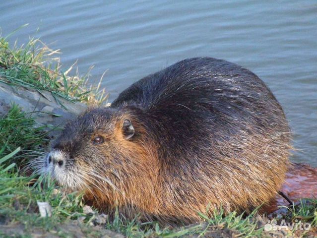 Нутрии на племя