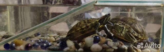 Красноухая черепаха с аквариумом