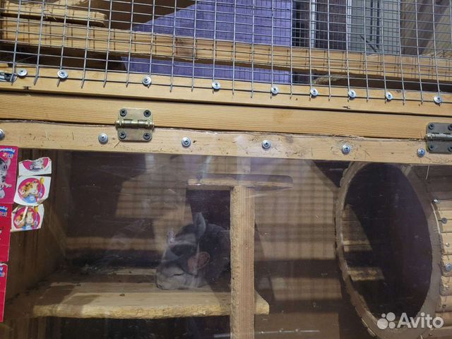 Шиншила самец