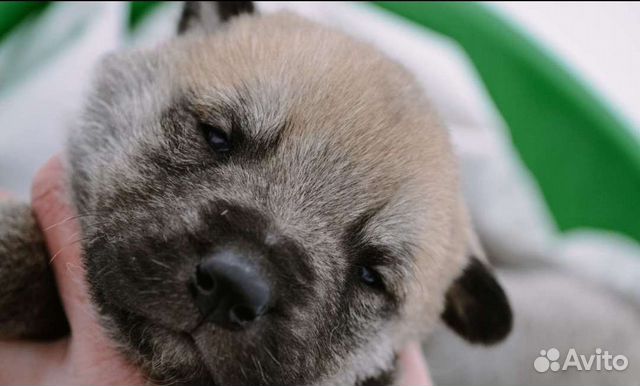 Щенки лайка-хаски