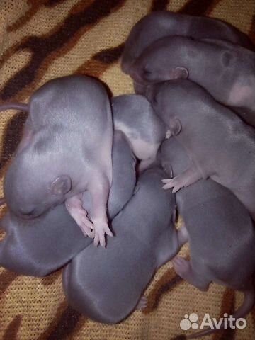 Голубые крысята (пока только бронь ставлю)