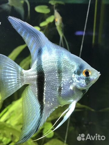 Рыбки скалярии две штуки