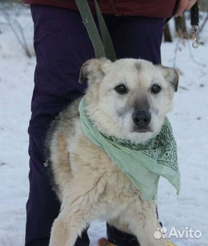 Собака в добрые руки