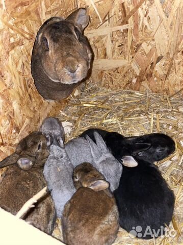 Кролики Рекс