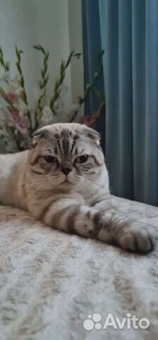 Шотландский кот приглашает в гости кошечку