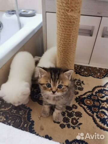 Шотландские котятки