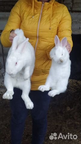Кролики породы французский баран и белый Панон