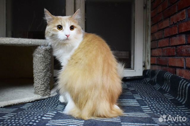 Котик Леня 1,5 года ищет дм