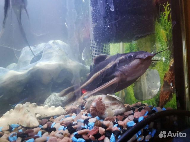 Платидорас