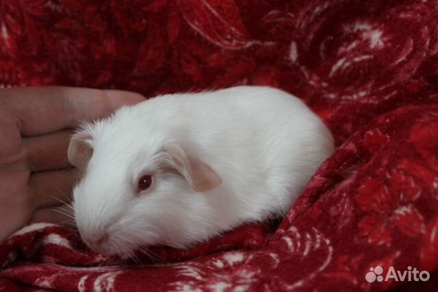 Морская свинка английский селф