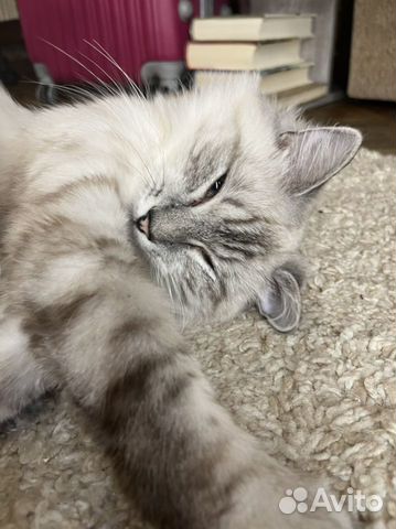 Сводка с кошкой