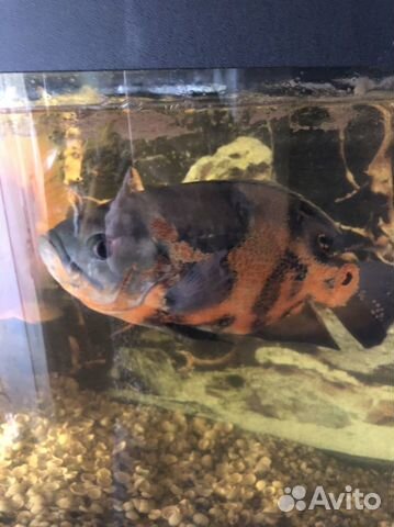 Астронотусы 3 шт