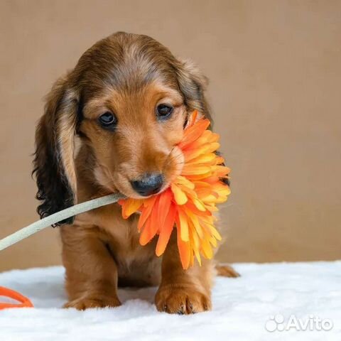 Длинношерстная такса