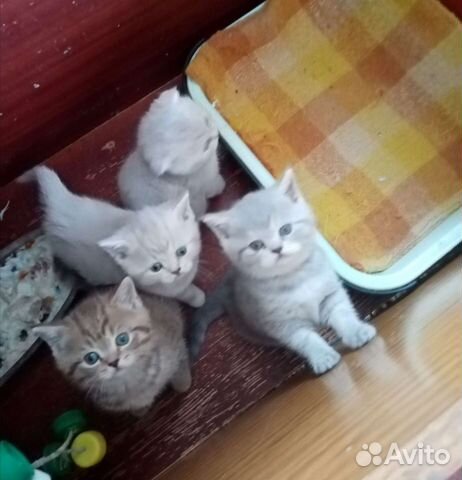 Шотландские котята