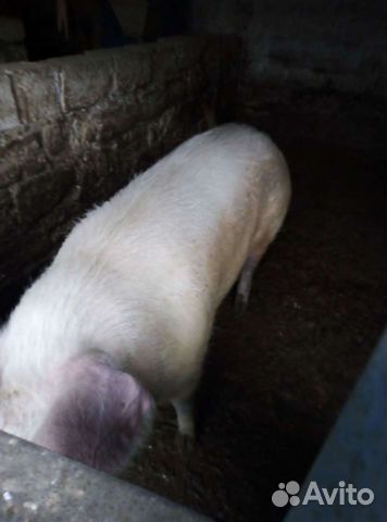 Свинья и хряк