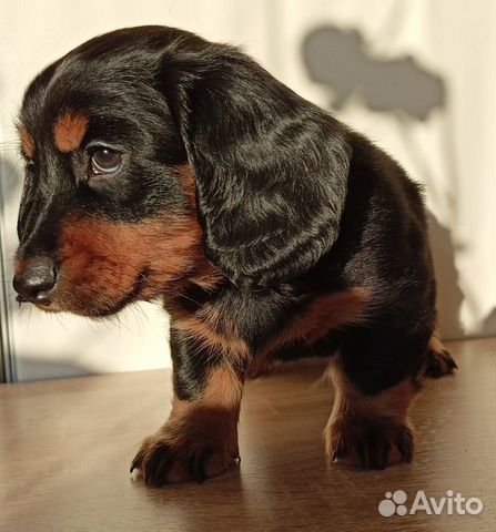 Такса длинношерстная мини