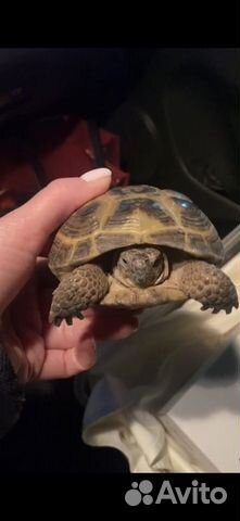 Черепаха