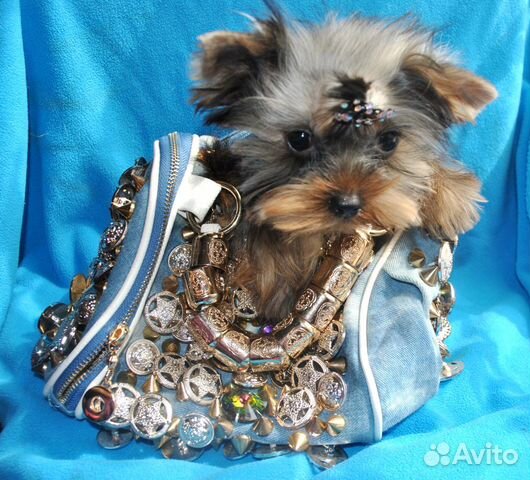 Йорка девочка минюшка