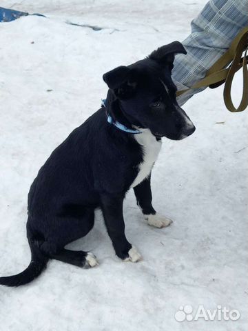 Щенок мальчик 2.5 мес