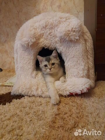 Британские котят