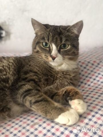 Котик ищнт дом