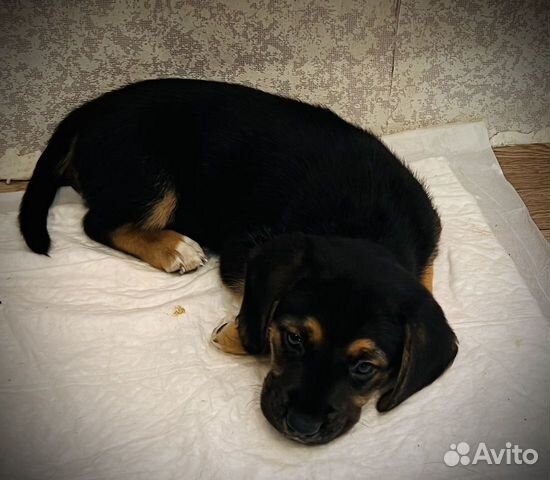 Собаки щенки бигль