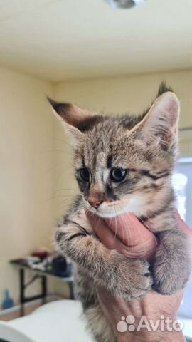 Кошка чаузи ф1