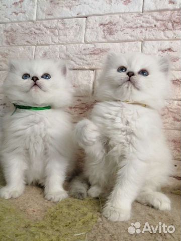 Британские длинношерстные котята