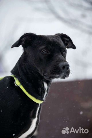 Питбуль девочка 1,5 года в добрые руки