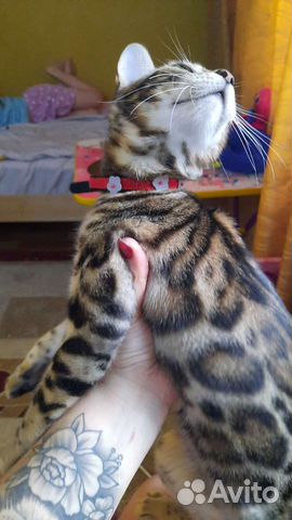 Бенгальская кошка вязка