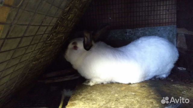 Кролик Калифорния самец