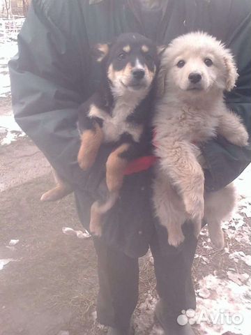 Щенки- озорные мальчишки