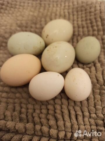 Инкубационное яйцо китайская шелковая курица, арау