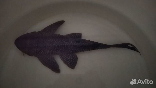 Птеригоплихт