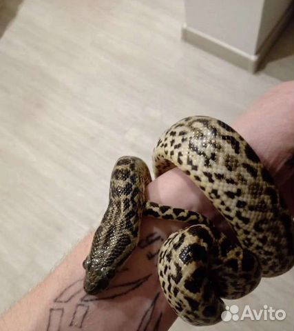 Парагвайская анаконда