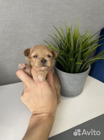 Мальтипу f1 mini Девочка