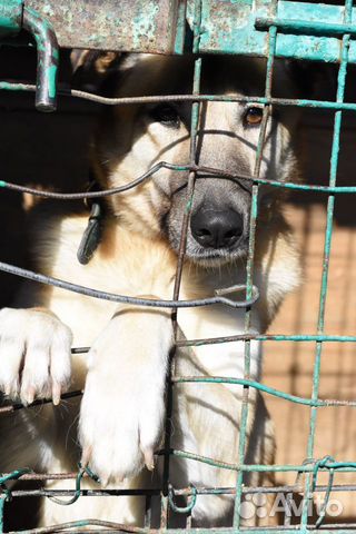 Собака Дейзи в добрые руки