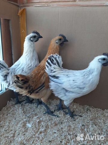 Петушки 2,5 месяца
