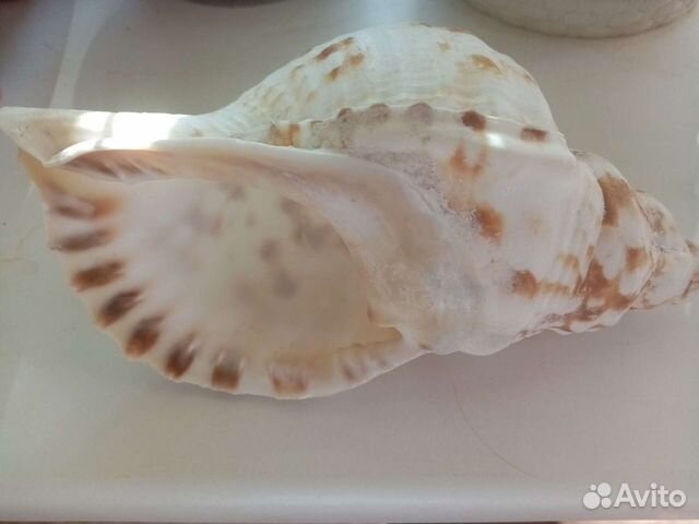 Ракушки большие и маленькие