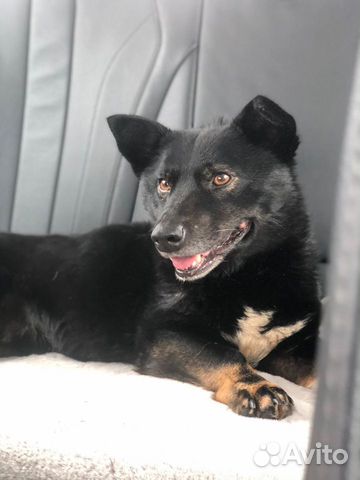 Маленькая собачка по кличке Том