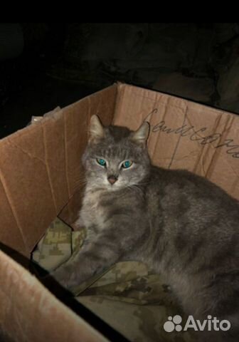 Неходячий котик,брошенный умирать у клиники