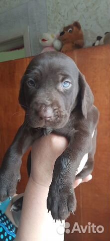 Щенок курцхаара