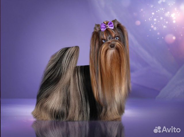 Йоркширский терьер цветной бронь