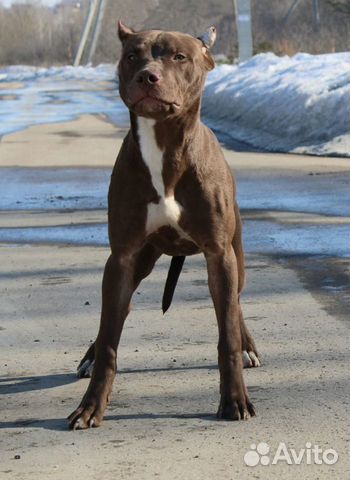 Питбуль шоколадного цвета