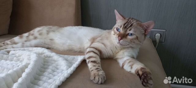 Продам бенгальского котика
